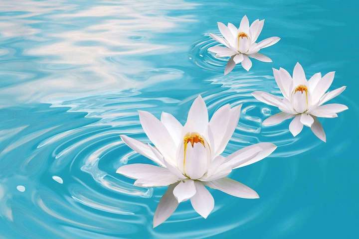 Lotus Hd White Lotus White Color Fresh Lotus Blossom Water Lily Flower