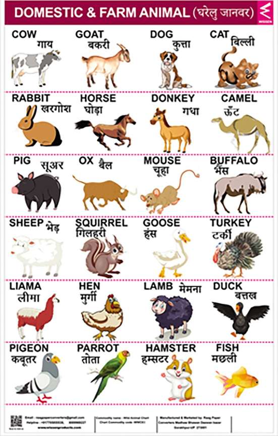 Domestic Animals Chart Wallpapers Gallery