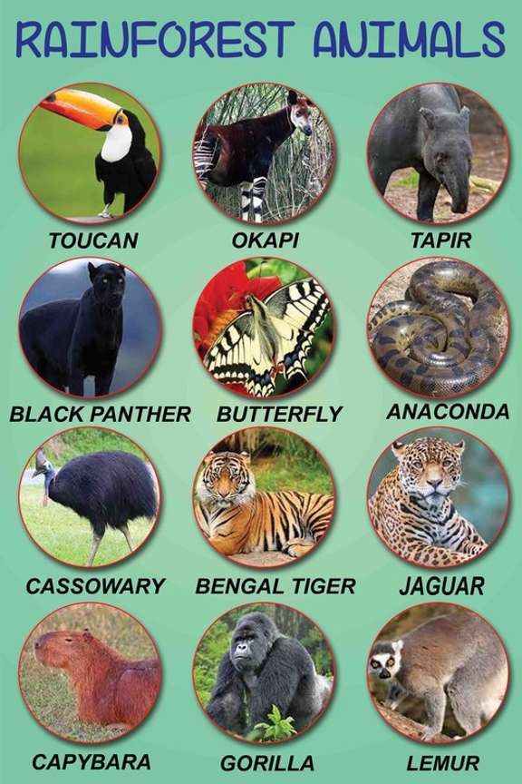 Rainforest Animals Names