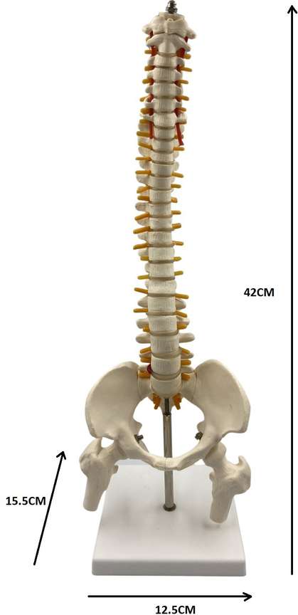 Spinal Cord Model Spinal Cord Cross Section Model And Diagram