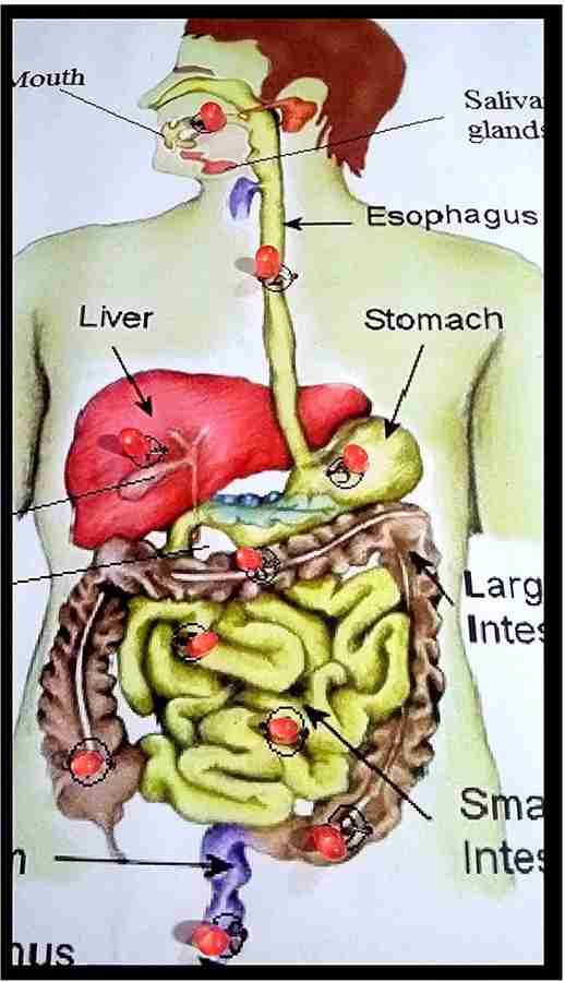 Digestive System Model Project