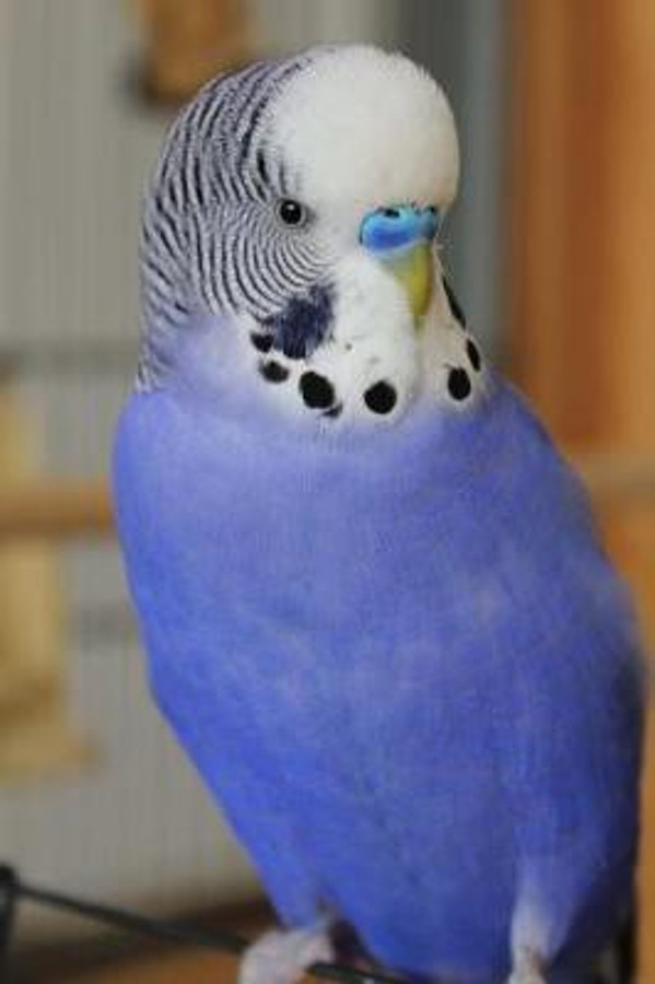 Blue Parakeet