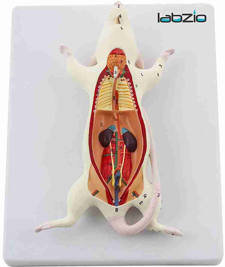Rat Dissection Model The Importance And Chemistry Behind Rat