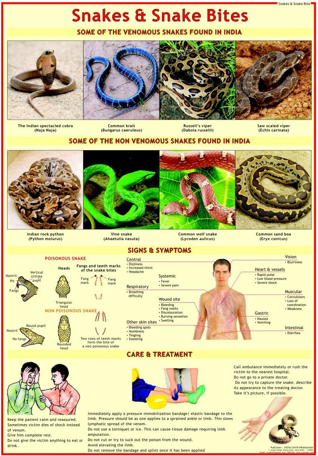 Snake Bite First Aid