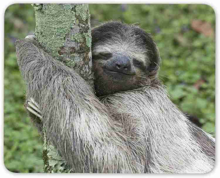 Sleepy Sloth Memes