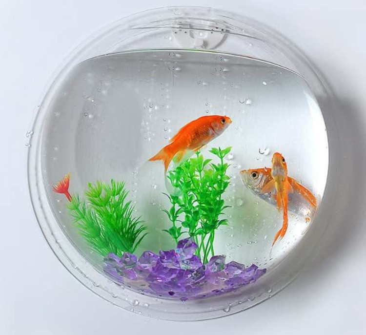 Small Fish Tank