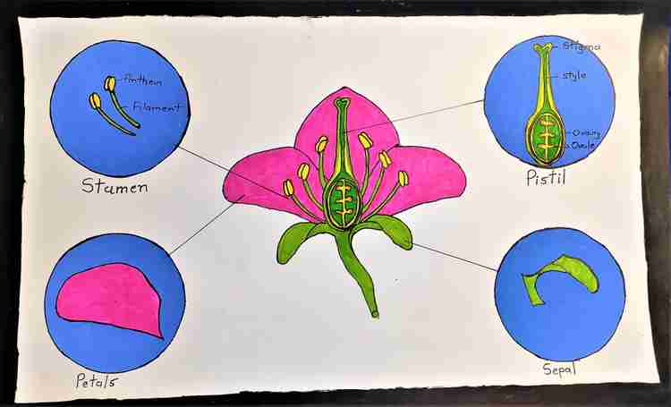 Flower Model For School Project | Best Flower Site