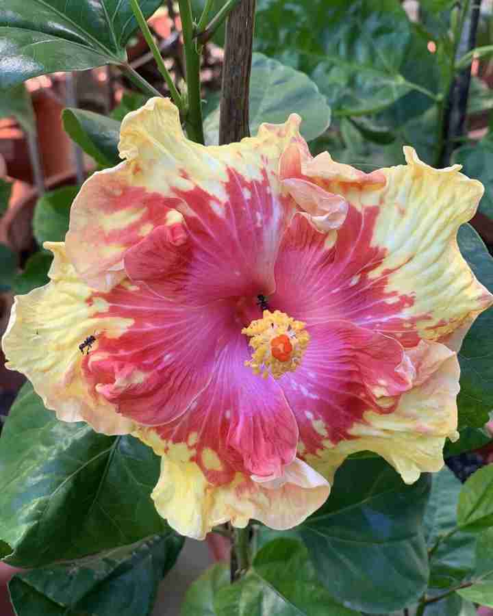 Dishani Hibiscus Plant Price in India Buy Dishani Hibiscus Plant online at Flipkart