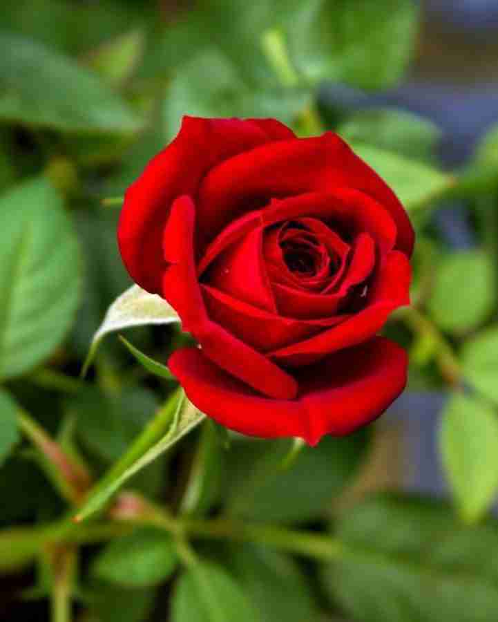 Rose Flower Images Photos | Best Flower Site