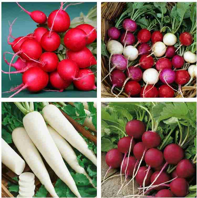 White Globe Radish