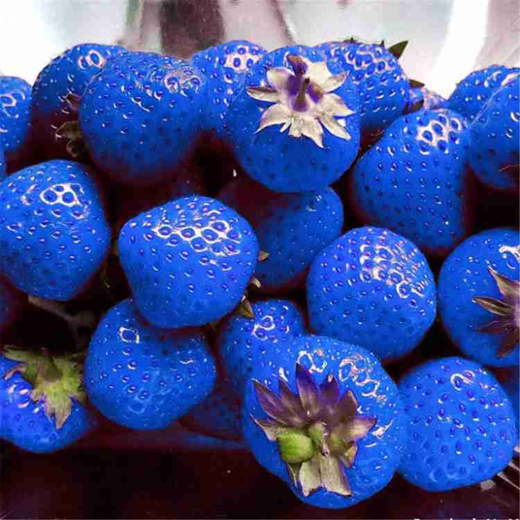 Blue Strawberry Plants How To Grow Strawberries Expert Guide To