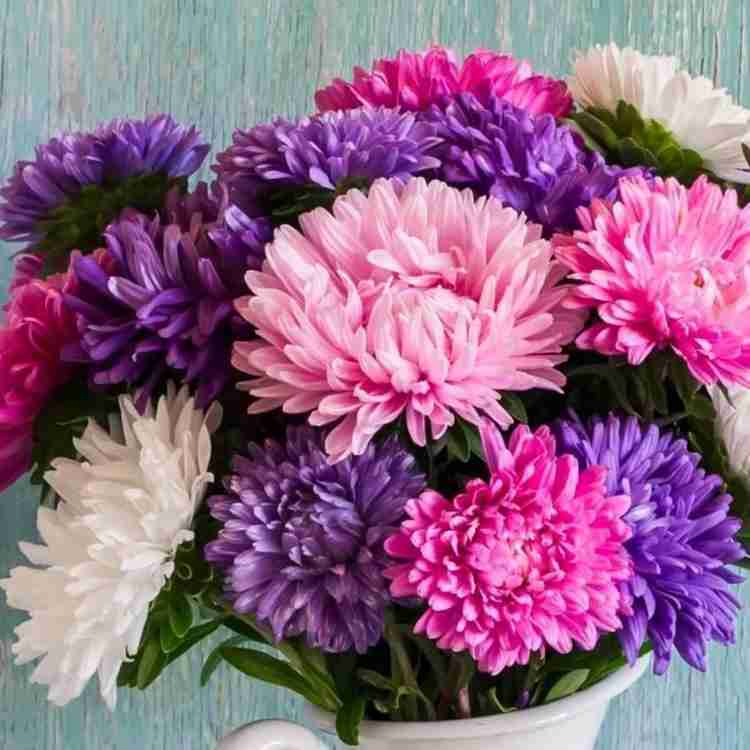 Aster Flower Information In Kannada | Best Flower Site