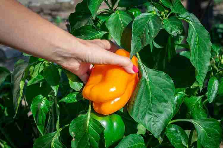 Orange King Bell Pepper