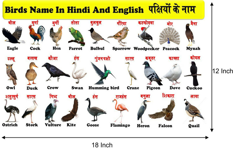 Indian Birds Images With Names