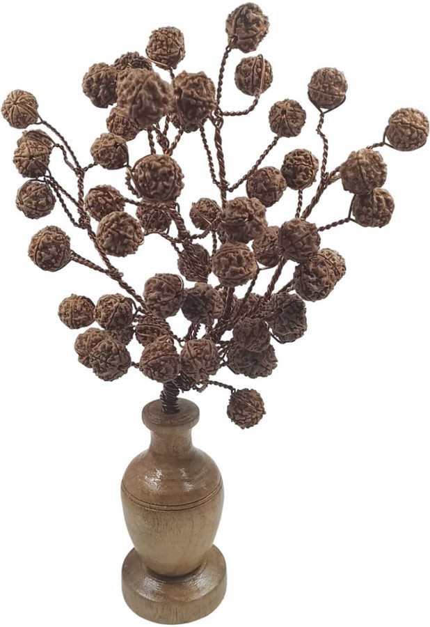 Mansa Devi Tree Mansa Devi Garden In Mansa Devi Complex,Panchkula