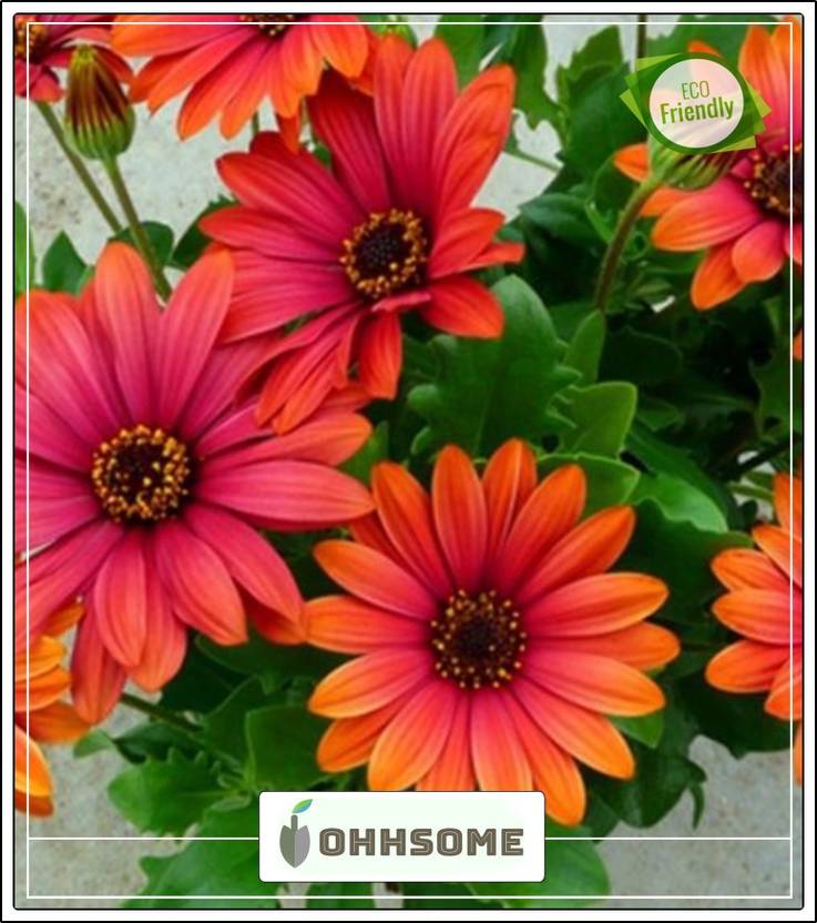 OhhSome Venidium-Orange Prince Pfp Seeds For Kitchen Garden Flower ...