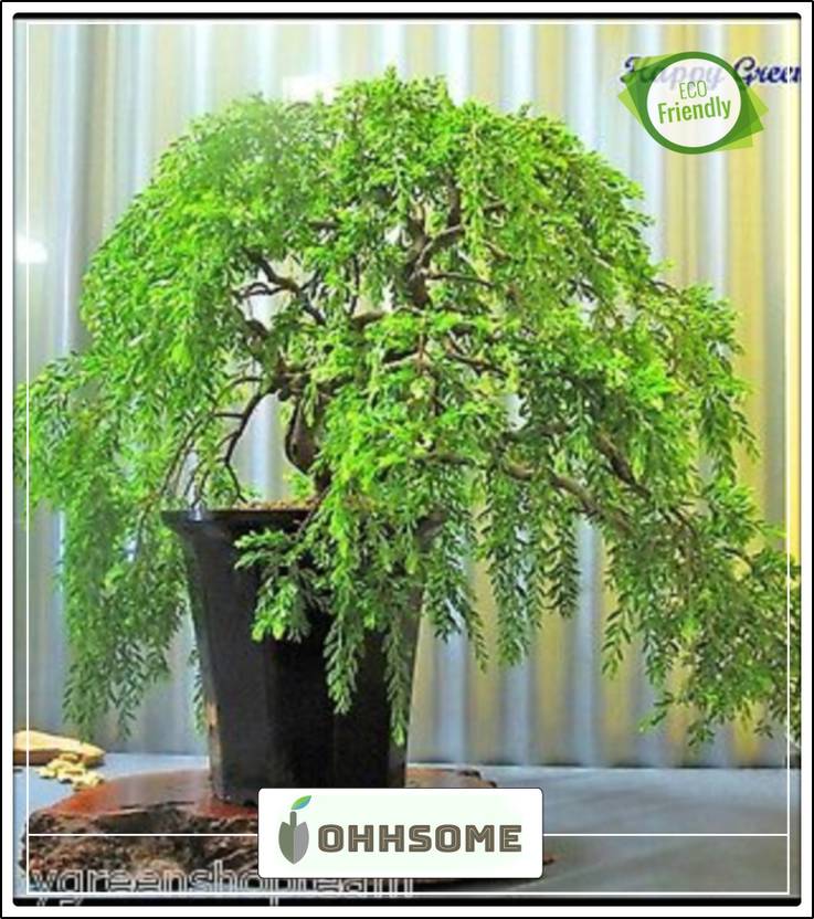 OhhSome Tree Seeds Savukku-Maram Flowering Shrub Seeds Kitchen Garden ...