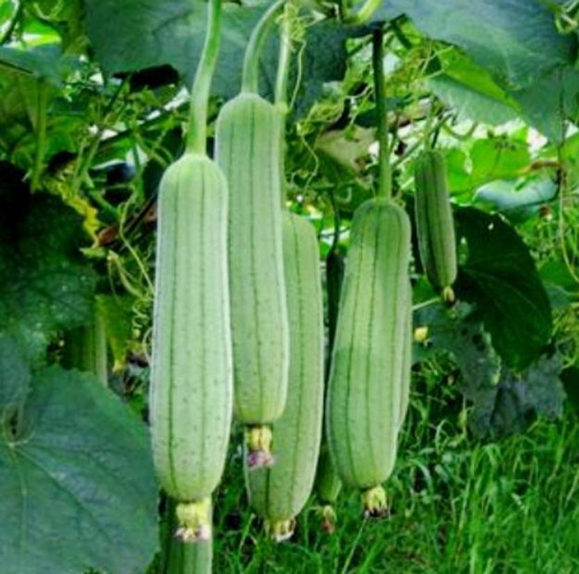 First Crop Spong Gourd Vegetable Turai seeds tori Seed Price in India ...