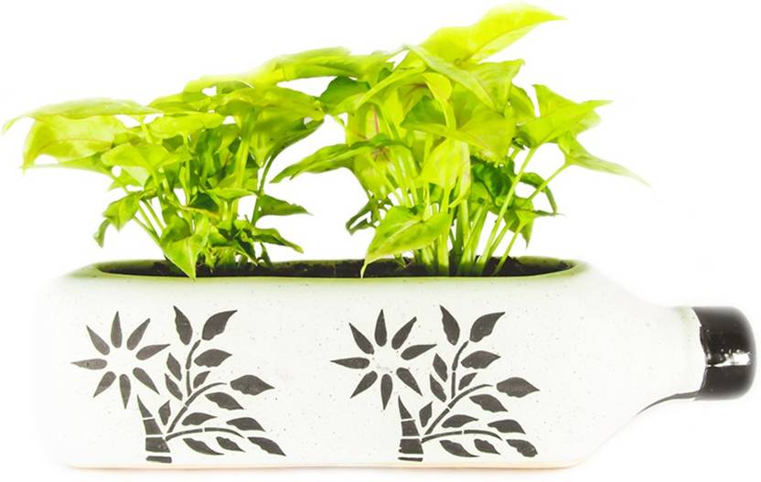 Masu Homes Syngonium Plant Price in India - Buy Masu Homes Syngonium ...