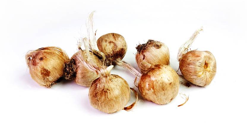 Green World KASHMIRI SAFFRON BULB / KESAR / ZAFRAN / CROCUS CORM (20 ...