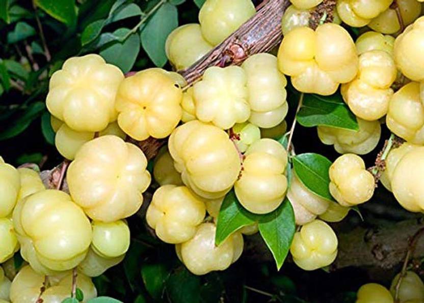 Trothic Gardens Live Fruit Plant Star Gooseberry/Malay Plant Yellow ...