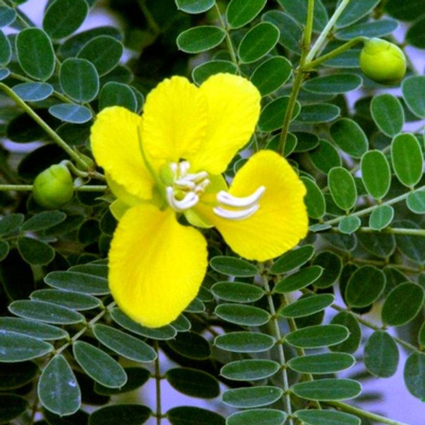 SHOP 360 GARDEN Cassia Absus, Chasku seeds For Growing - Pack of 30 ...