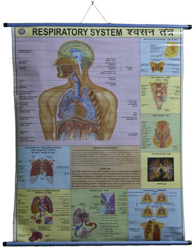 ROLLUP CHART OF RESPIRATORY SYSTEM (PIPE MOUNTED) Photographic Paper ...