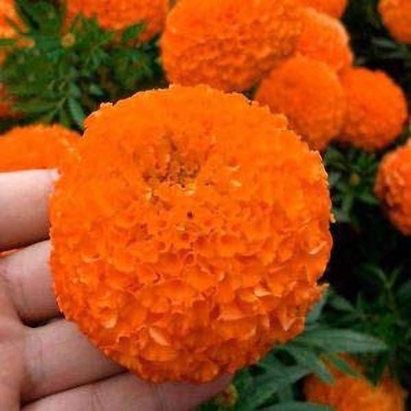 ReBuy Marigold Flower Hybrid Seeds Orange Gainda Flower Seed for ...