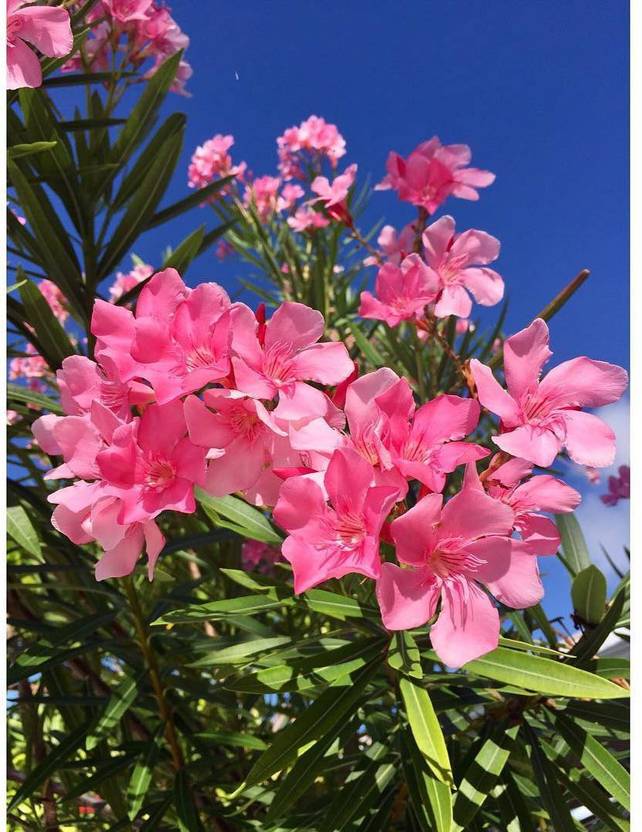 Seeds Zone Pink Kaner Seeds Seed Price in India - Buy Seeds Zone Pink ...