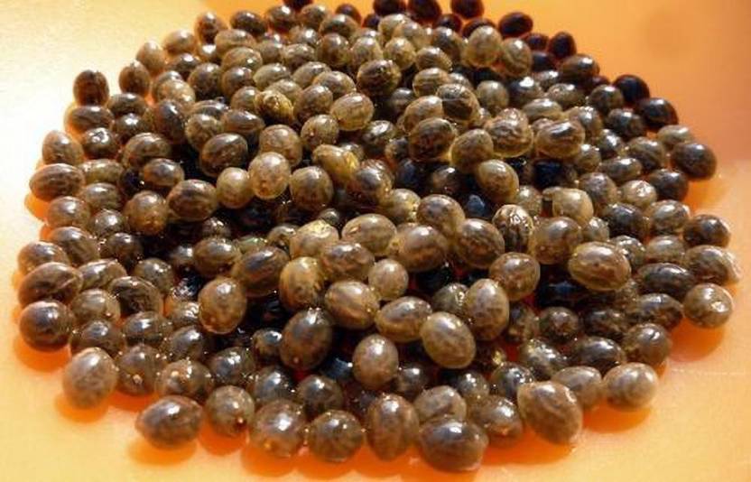 polkaplanet FRUIT SEED, PAPAYA SEED, PAPITA SEEDS, SEEDS Seed Price in ...
