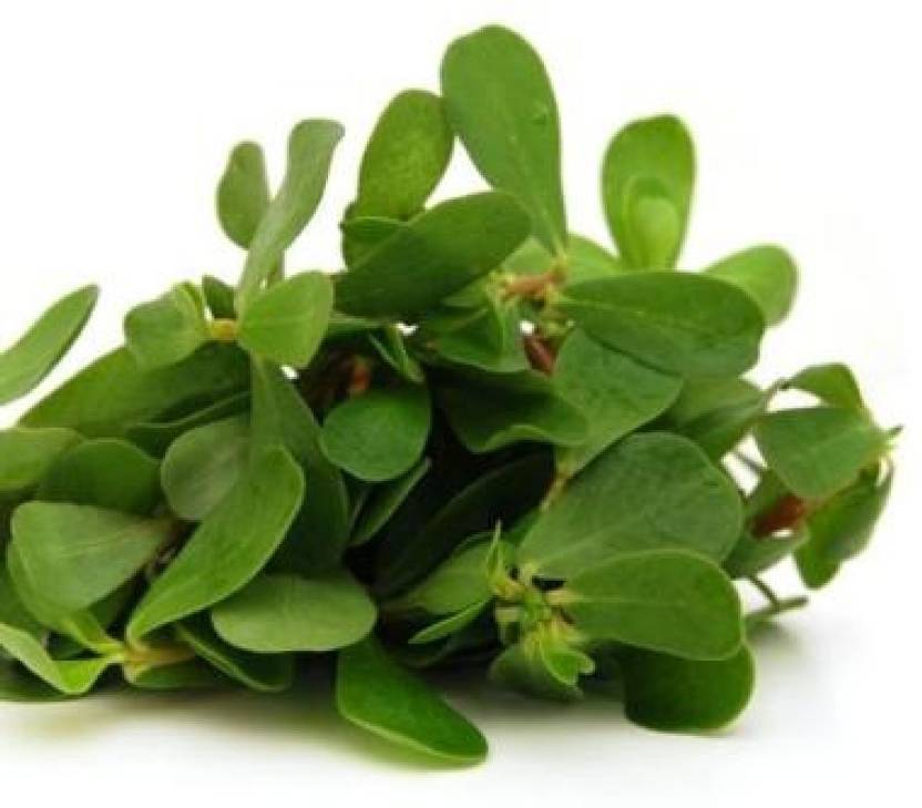 PLANTZON Kulfa/Purslane Seed Price in India - Buy PLANTZON Kulfa ...
