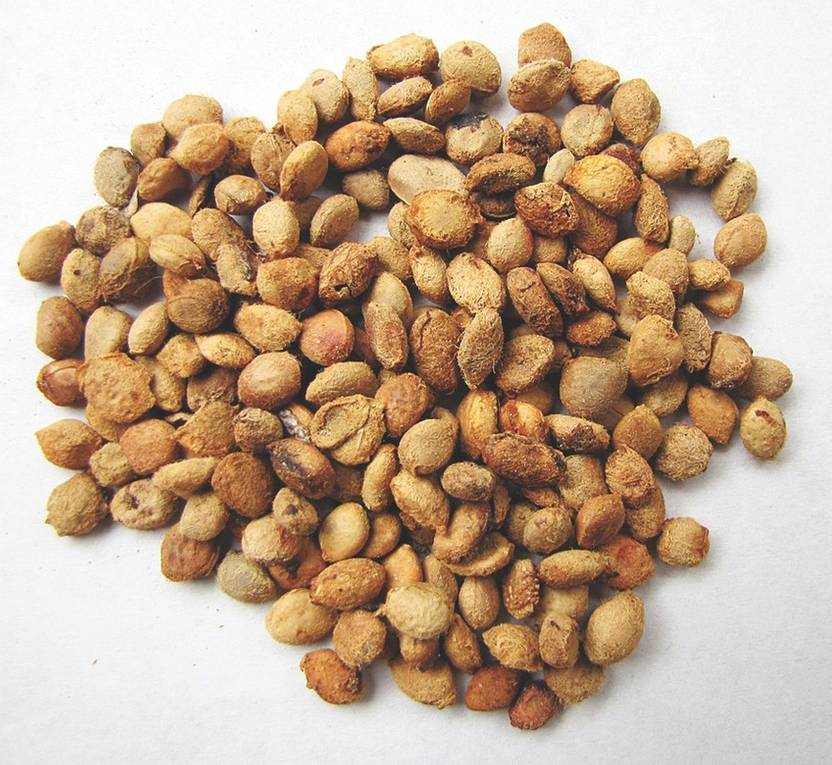Green India Golden Apple Seed -Indian Bael tree Seeds-Bel Tree seeds ...