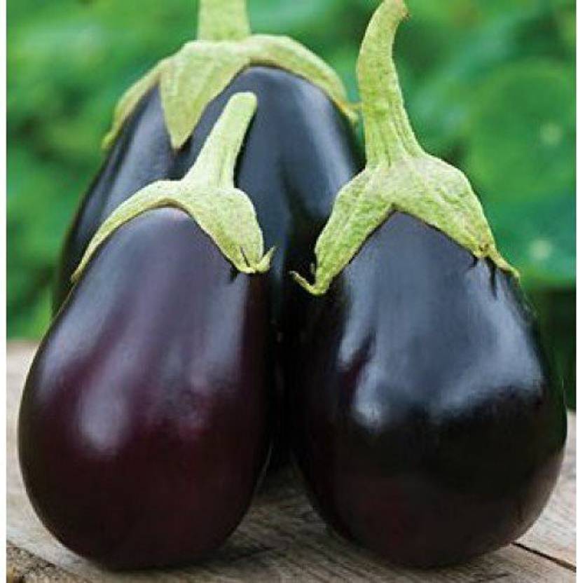 Aywal F1 HYBRID BRINJAL ROUND/ GOOL BAINGAN SEEDS FOR KITCHEN GARDENING ...
