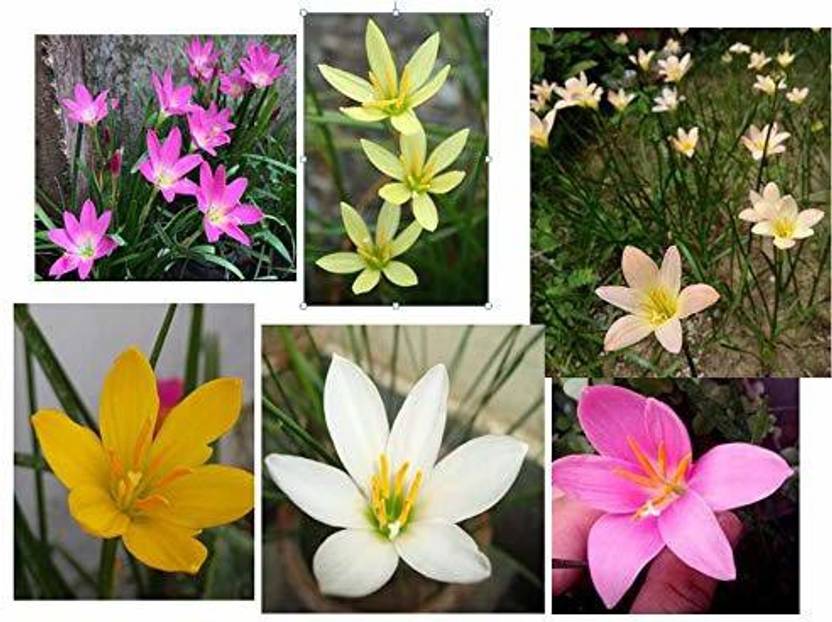 Mohini Plant Lily Plant Price in India - Buy Mohini Plant Lily Plant ...