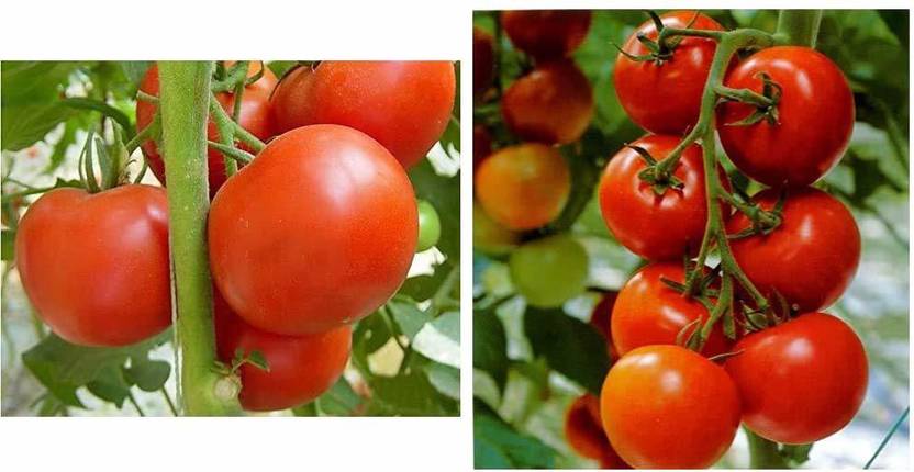 Qualtivate ™ F1 Variety & Ruby High Yield Hybrid Pusa Tomato Seeds ...