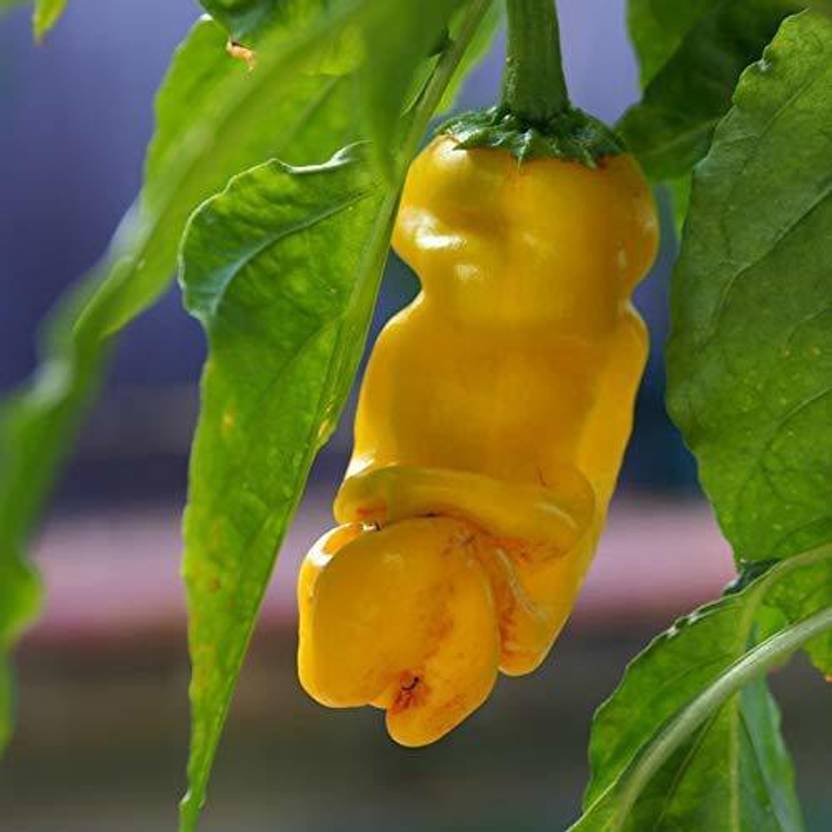 DROXTY ™ XX-1476-Yellow Peter Pepper Chilli Seeds,Exotic variety Seed ...