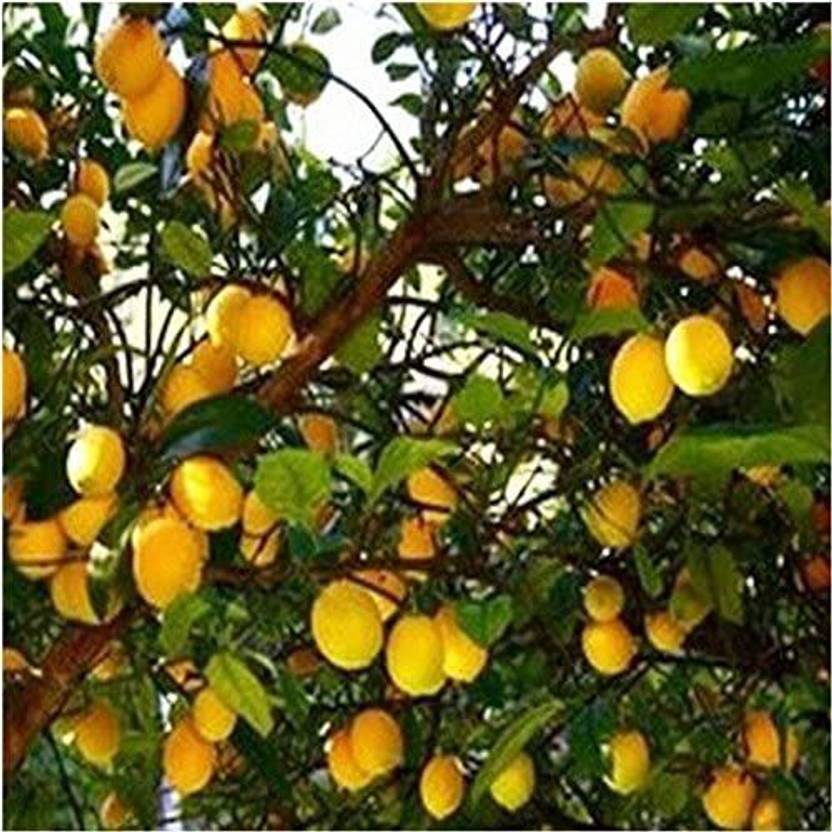 Biosnyg Large Size Lemon Tree Seeds 25 Seeds Seed Price in India - Buy ...