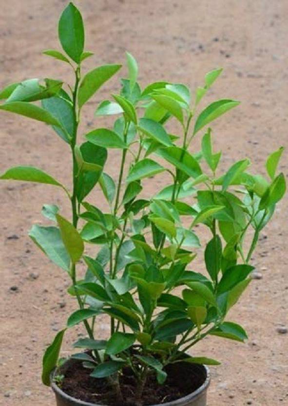 Qualtivate ® Mosambi/Mausambi/Sweet Lemon Fruit Plant Seeds Seed Price ...
