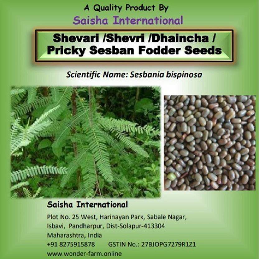 Saisha International Shevari/Shevri/Dhaincha/Sesbania bispinosa fodder ...
