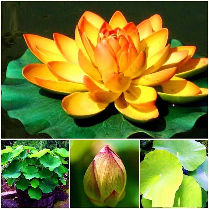 VibeX ™ XII-700 Double Flowered June Snow Lotus Seeds Seed Price in ...