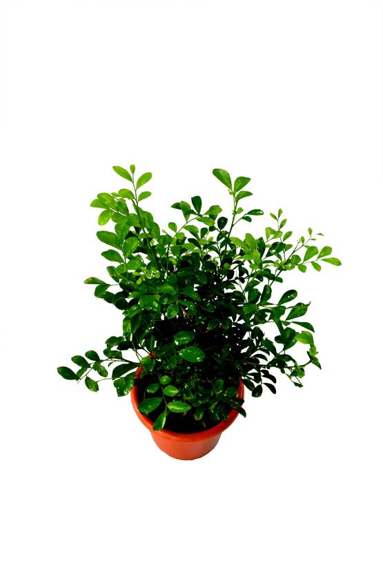 Ukanda Madhu Kamini Plant Price in India - Buy Ukanda Madhu Kamini ...