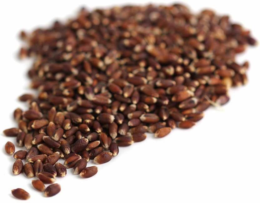 VibeX Triticum Aestivum Seeds | kala Gehun Beej Seed Price in India ...