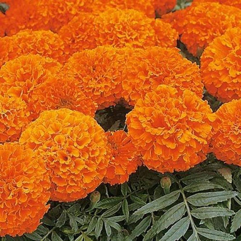 WILLVINE Flower Seeds | Marigold Orange Inca | Dwarf Variety | F1 ...
