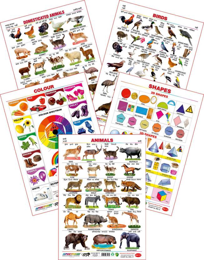 Spectrum Set of 5 Educational Large Wall Charts : ( Domestic Animals ...
