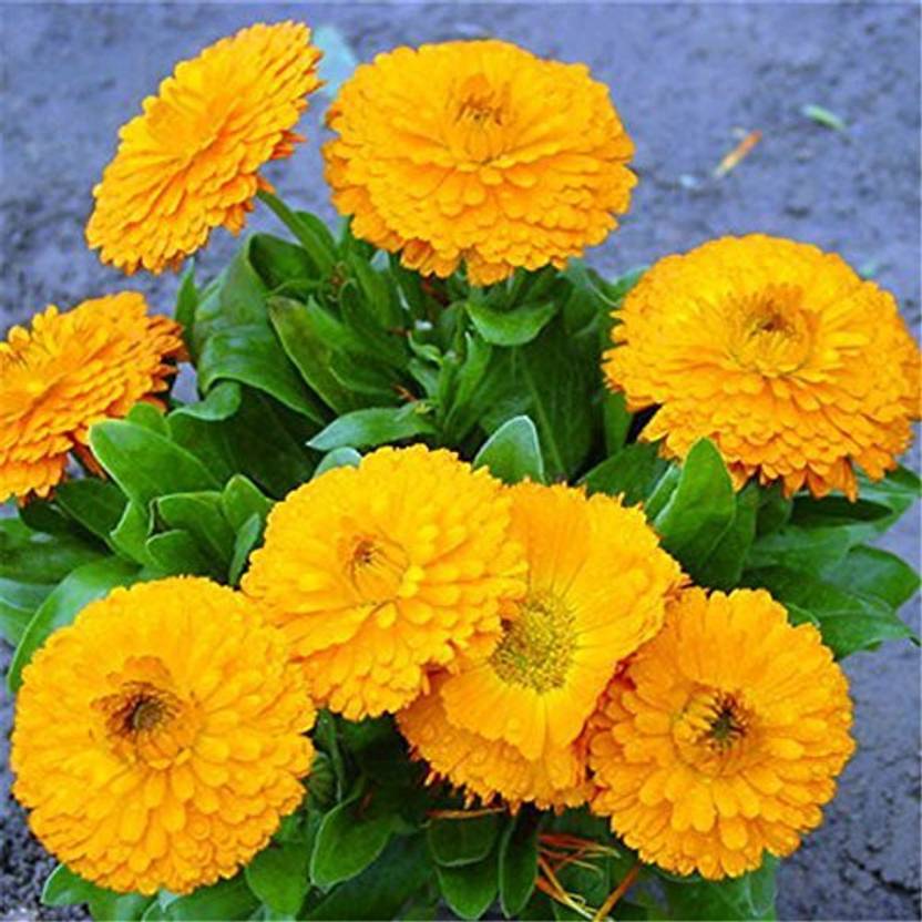 VibeX Calendula Neon Red Flame Flower Seeds Seed Price in India - Buy ...