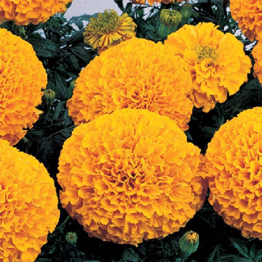 OMOM Marigold Inca Orange Seed Price in India - Buy OMOM Marigold Inca ...