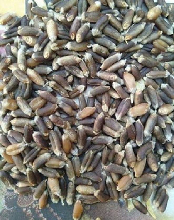 Sjeme Black Wheat (Kala Gehu Rare) Seed Seed Price in India - Buy Sjeme ...
