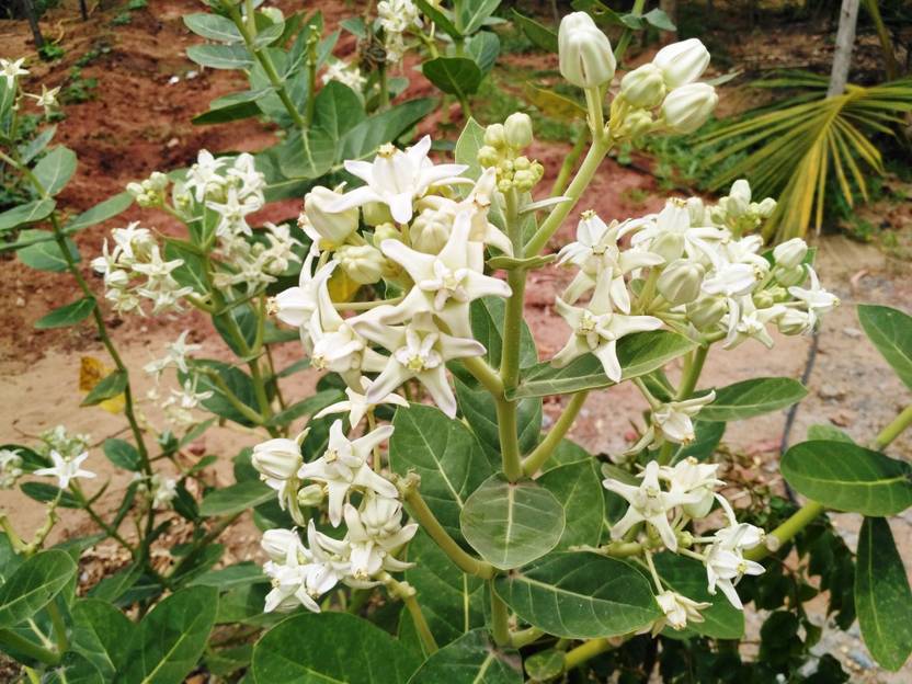 DAIVISH Safed Aak Plant Price in India - Buy DAIVISH Safed Aak Plant ...