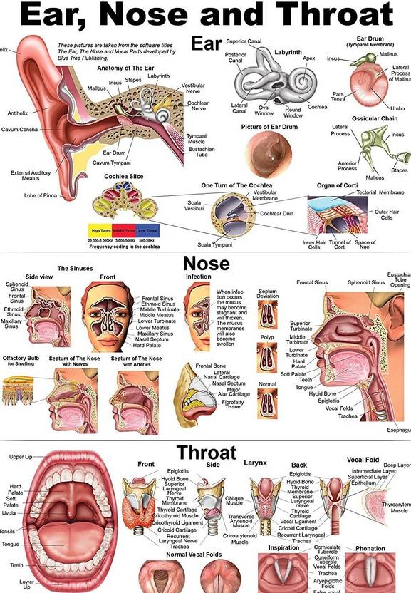 ENT Posters ,Diseases of Ear, Nose and Throat Middle Ear Infections ... ENT Posters ,Diseases of Ear, Nose and Throat Middle Ear Infections ...