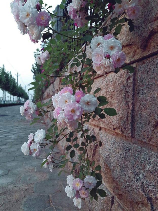 Biosnyg Multiflora Climbing Rose Rosa Fresh Plant Seeds for Planting ...